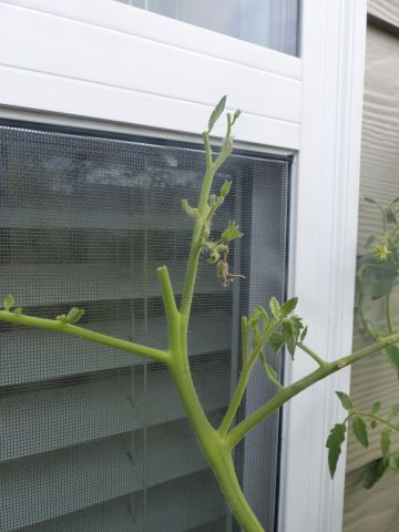 What’s Eating My Tomatoes? – Extension Master Gardener Volunteers of ...