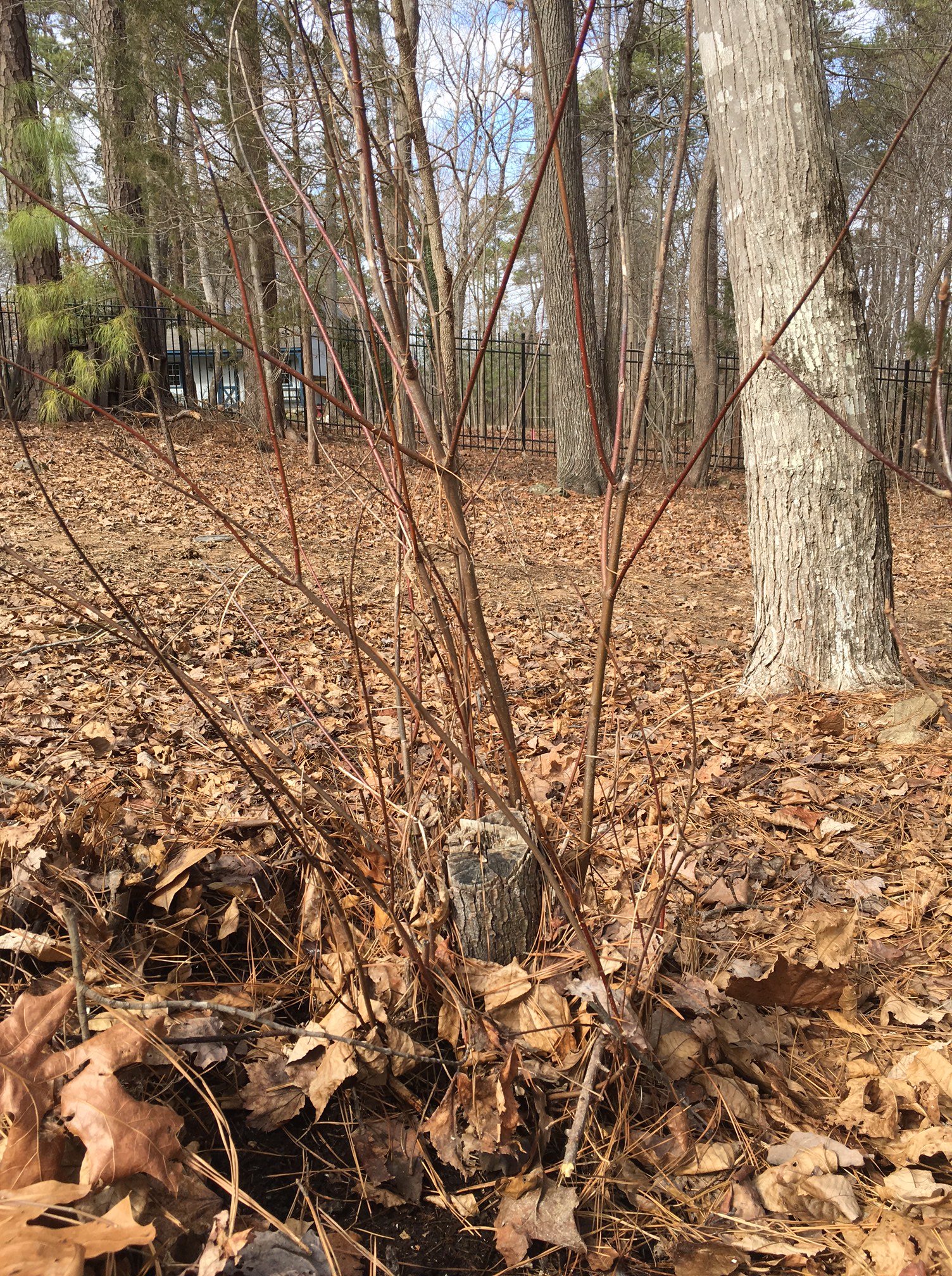 Stump2 – Extension Master Gardener Volunteers of Durham County