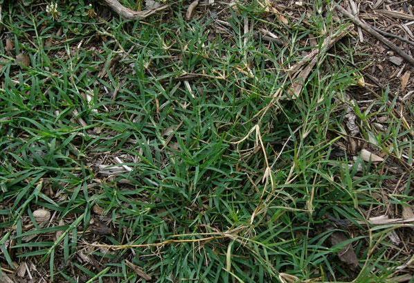 bermudagrass-stolons-1 – Extension Master Gardener Volunteers of Durham ...