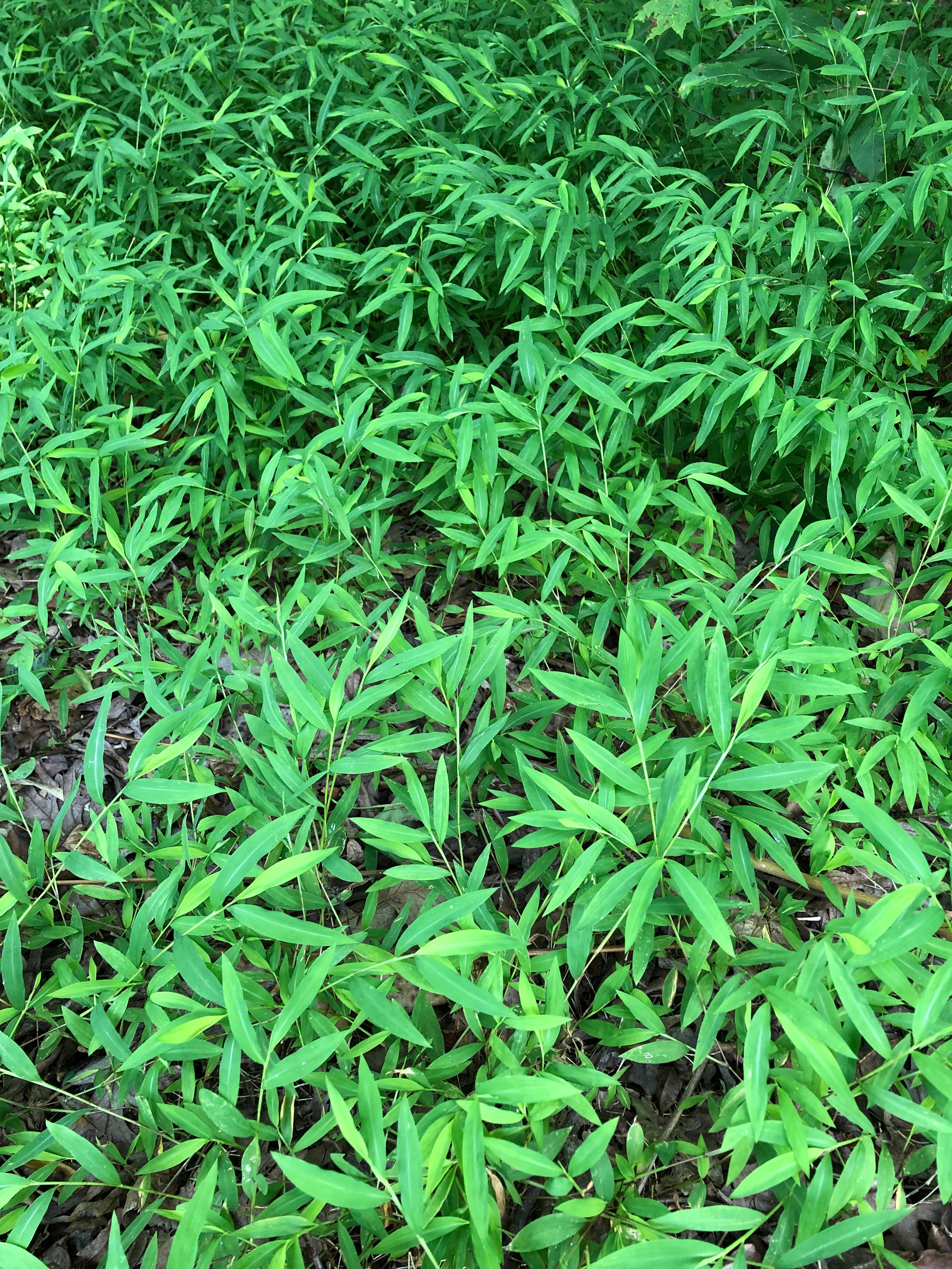 Microstegium on the March – Extension Master Gardener Volunteers of ...