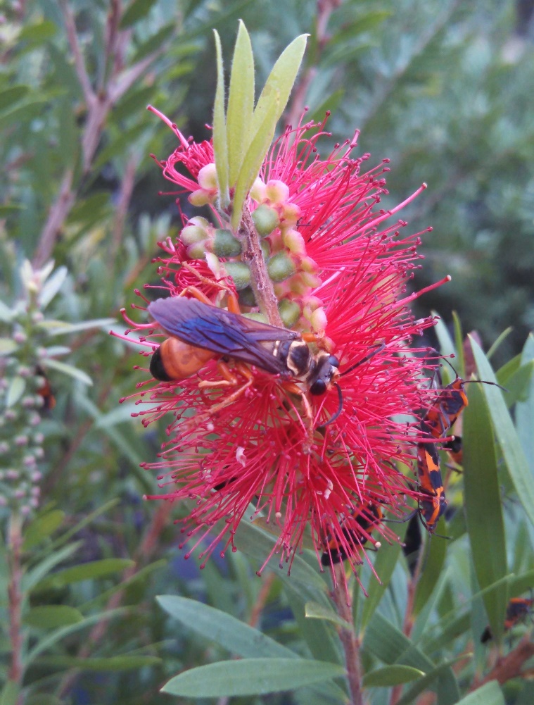 Pollinator Insects Other than Bees and Butterflies – Extension Master ...