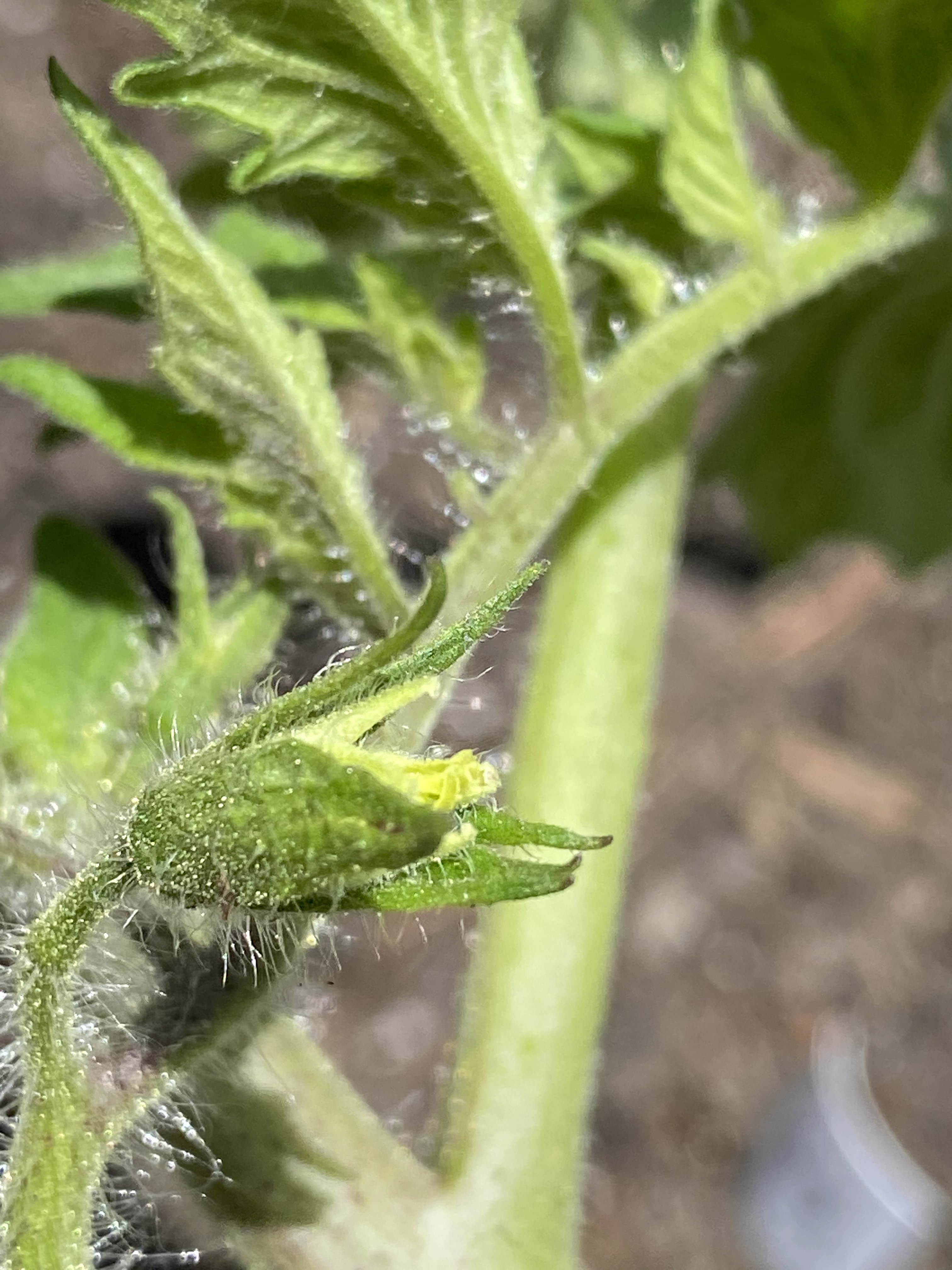 typical-flower – Extension Master Gardener Volunteers of Durham County