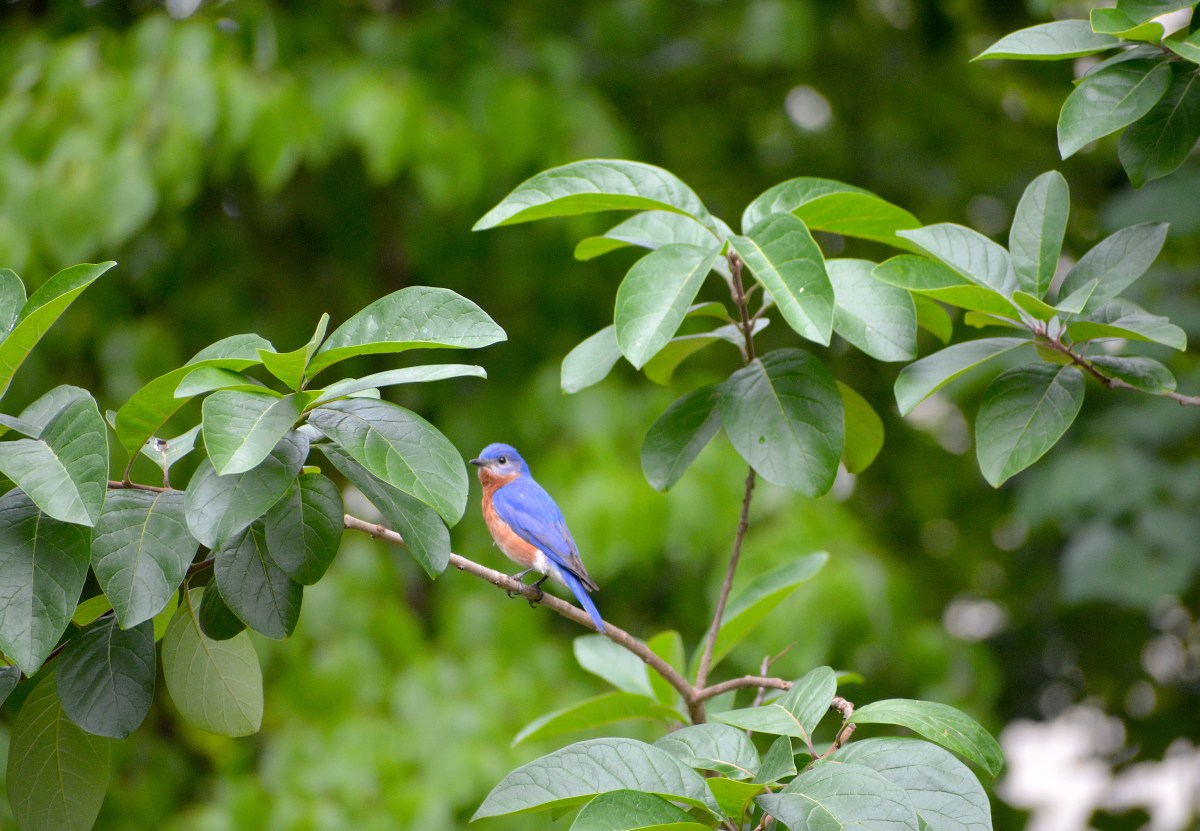 Native Mid-level Trees for a Bird-Friendly Garden – Extension Master ...