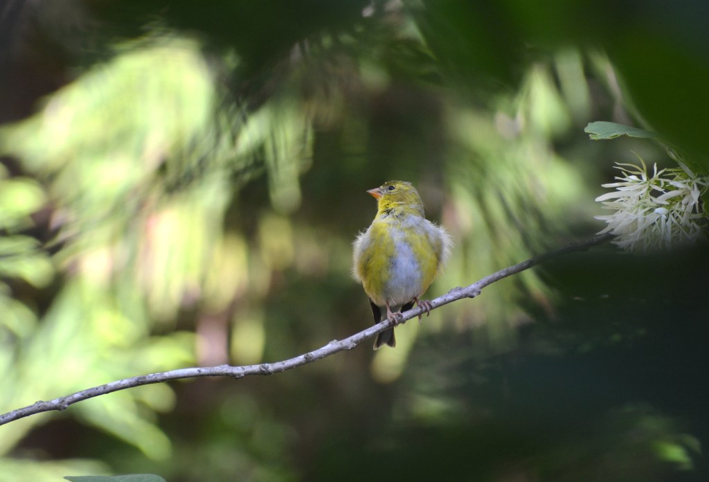 Native Mid-level Trees for a Bird-Friendly Garden – Extension Master ...