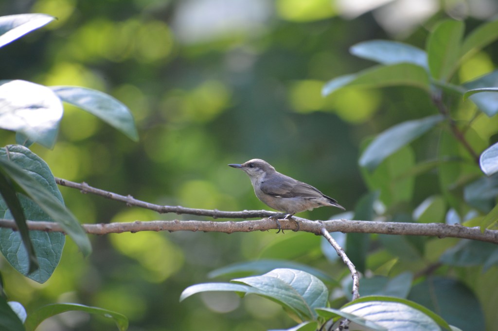 Native Mid-level Trees for a Bird-Friendly Garden – Extension Master ...