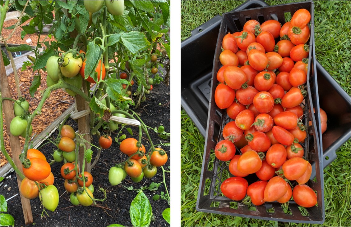 gg-composite – Extension Master Gardener Volunteers of Durham County