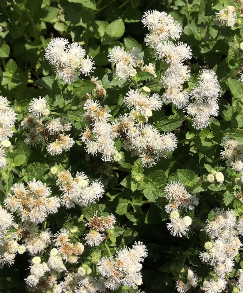 Specimen Spotlight: Hardy Ageratum – Extension Master Gardener ...