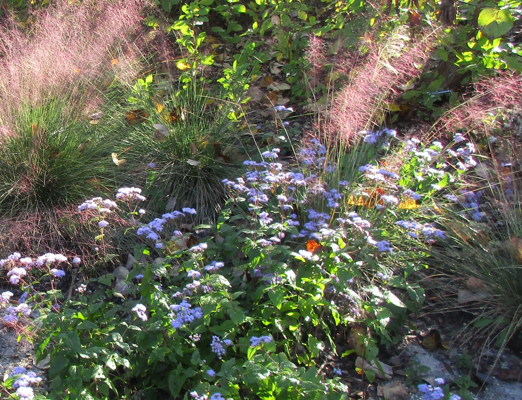 Specimen Spotlight: Hardy Ageratum – Extension Master Gardener ...