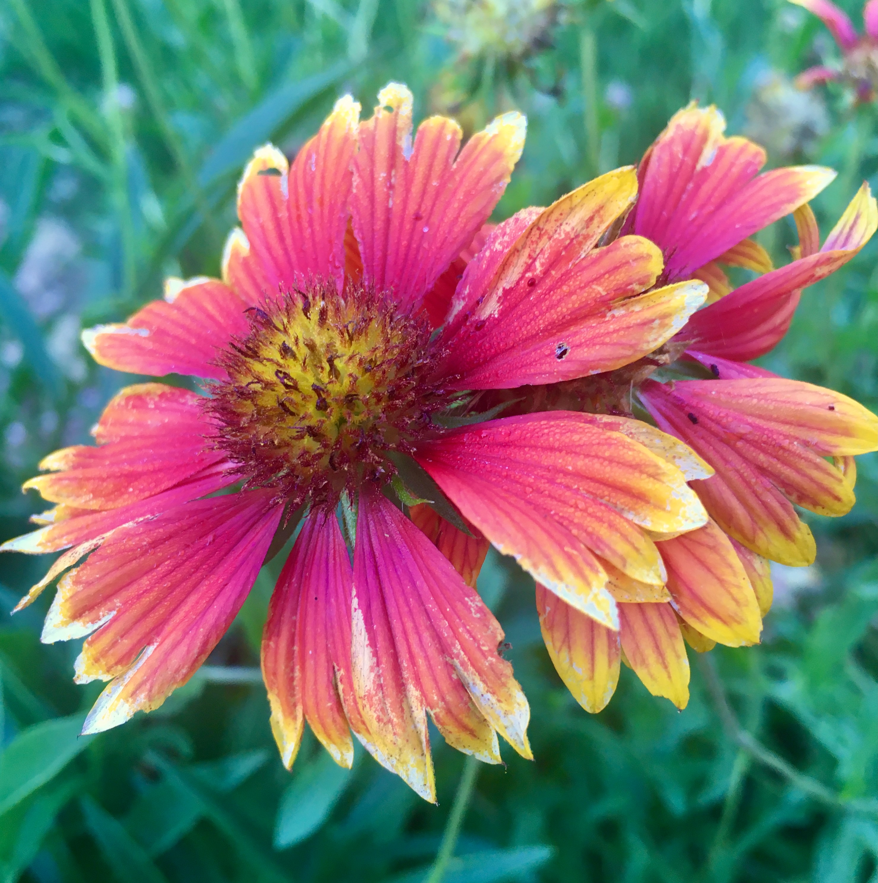 September To Do in the Garden – Extension Master Gardener Volunteers of ...