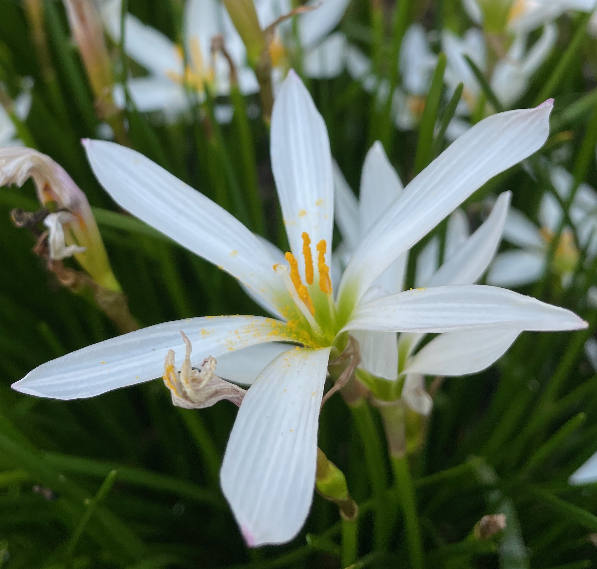 Specimen Spotlight: Late Bloomers that are Right on Time – Extension ...