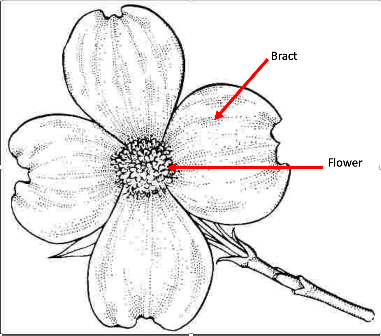 Specimen Spotlight: Early-bird Floral Interest Courtesy of the Dogwood ...