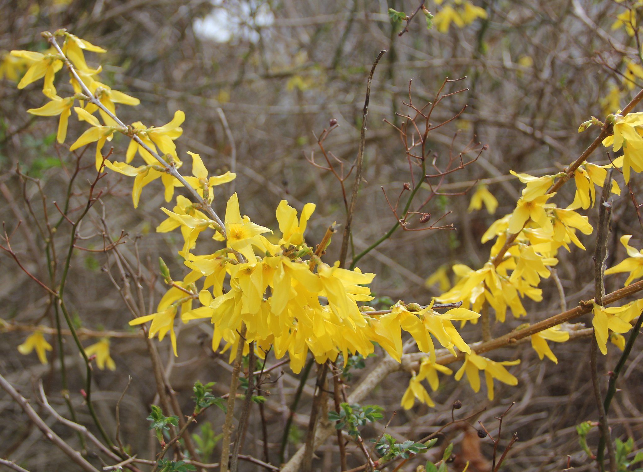 March To Do in the Garden – Extension Master Gardener Volunteers of ...