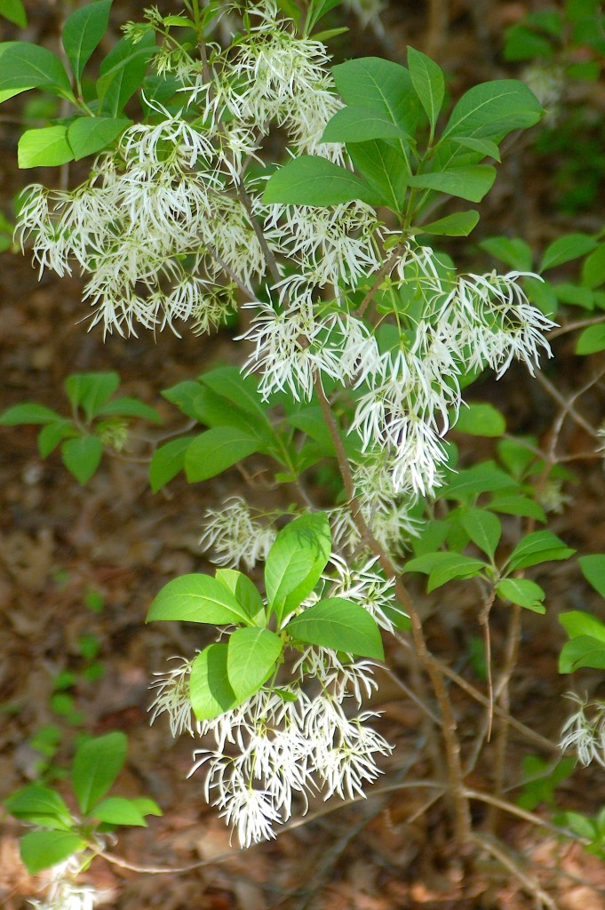 Native Plant Profile: Fringe Tree (Chionanthus virginicus) Spectacular ...