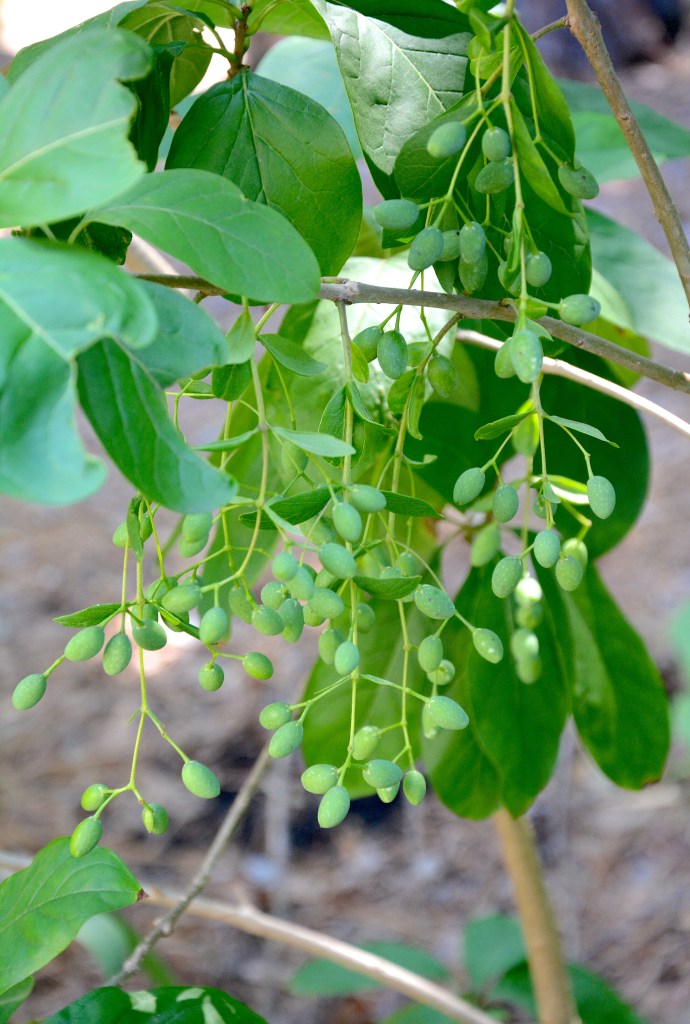 Native Plant Profile: Fringe Tree (Chionanthus virginicus) Spectacular ...