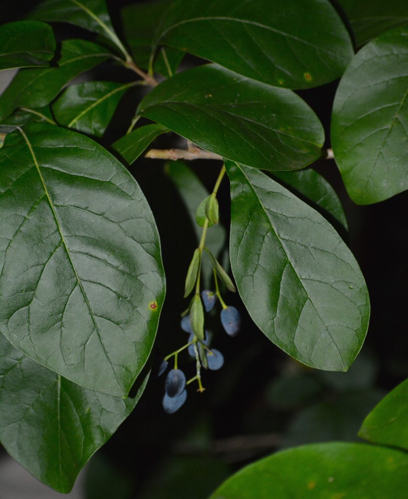 Native Plant Profile: Fringe Tree (Chionanthus virginicus) Spectacular ...
