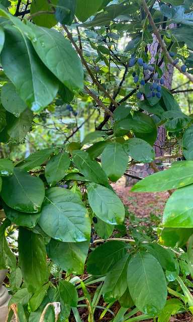 Native Plant Profile: Fringe Tree (Chionanthus virginicus) Spectacular ...