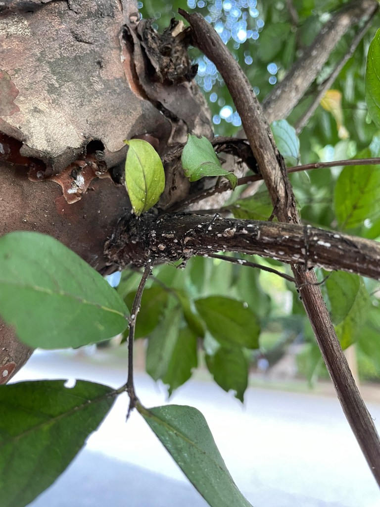 Crape Myrtle Bark Scale: Identify and Understand a New Pest