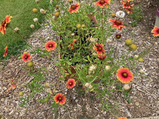 Garden Calendar, Durham,NC