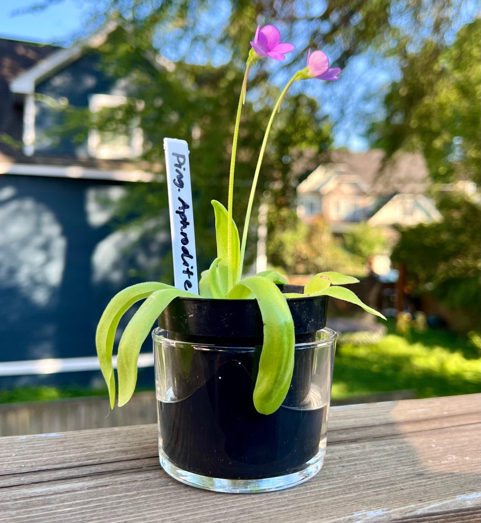 Discover the Fascinating Butterwort Plant