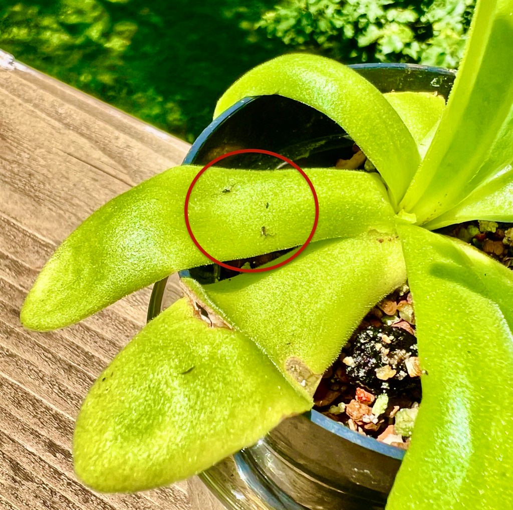 Discover the Fascinating Butterwort Plant