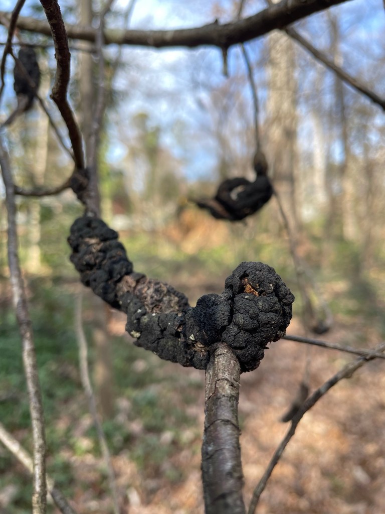 Identifying Black Knot Disease