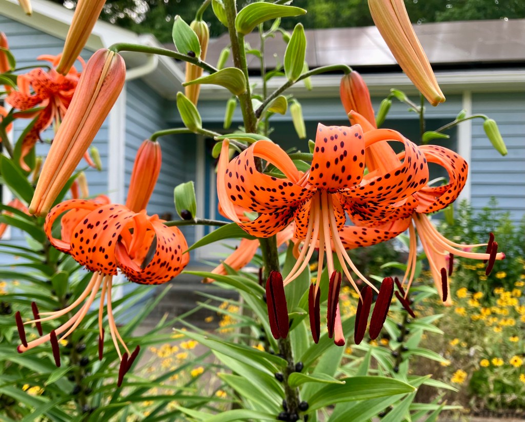 To Do in the Garden July 2024