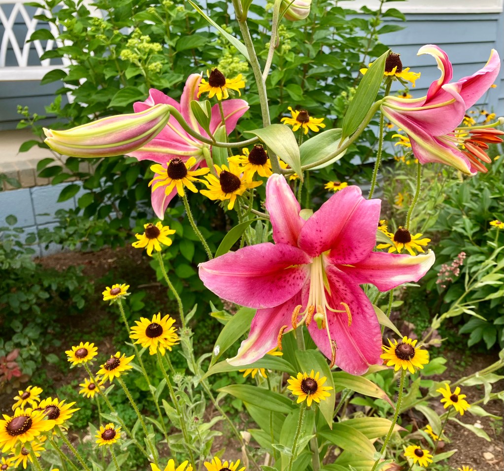 To Do in the Garden July 2024