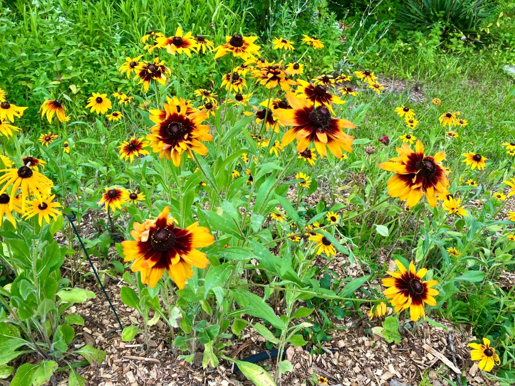 To Do in the Garden July 2024