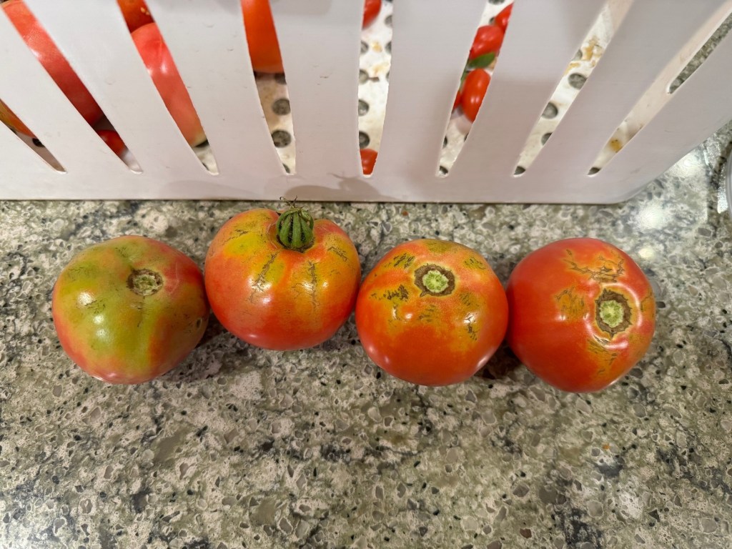 Tomatoes on Trial: The 2024 Tomato Project – Extension Master Gardener ...