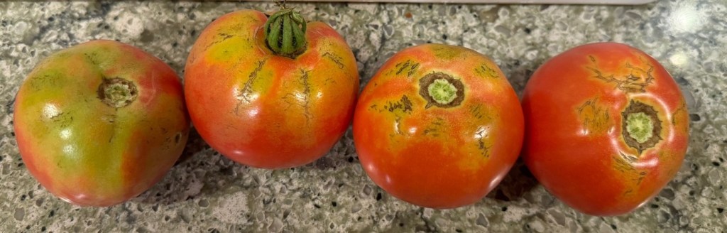 “Tomatoes on Trial,” Chapter Four: That’s A Wrap! – Extension Master ...