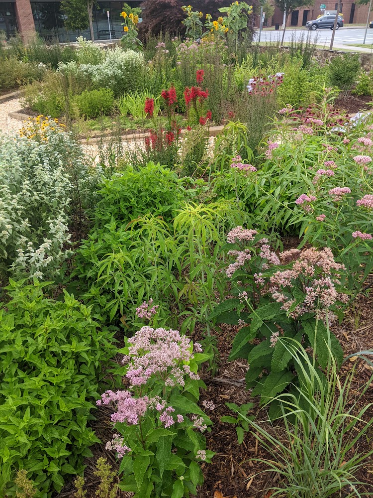 Bringing Plants of the Piedmont back to Downtown Durham, NC