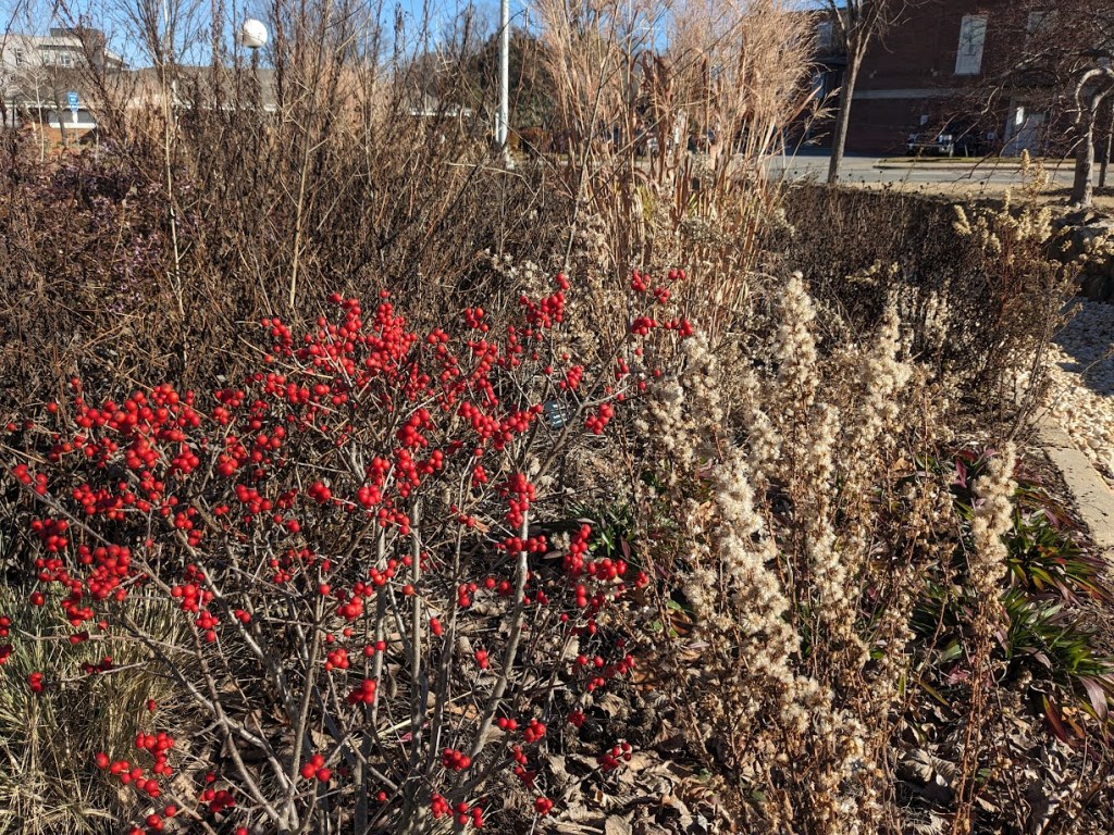 Bringing Plants of the Piedmont back to Downtown Durham, NC