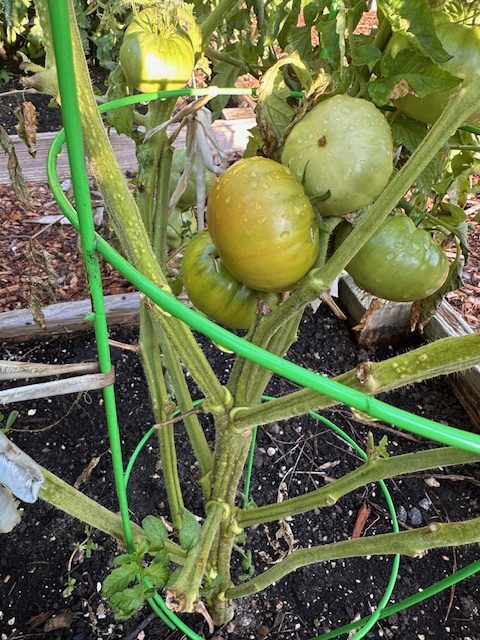 “Tomatoes on Trial,” Chapter Two: Tomato Trials the Master Gardener Way ...