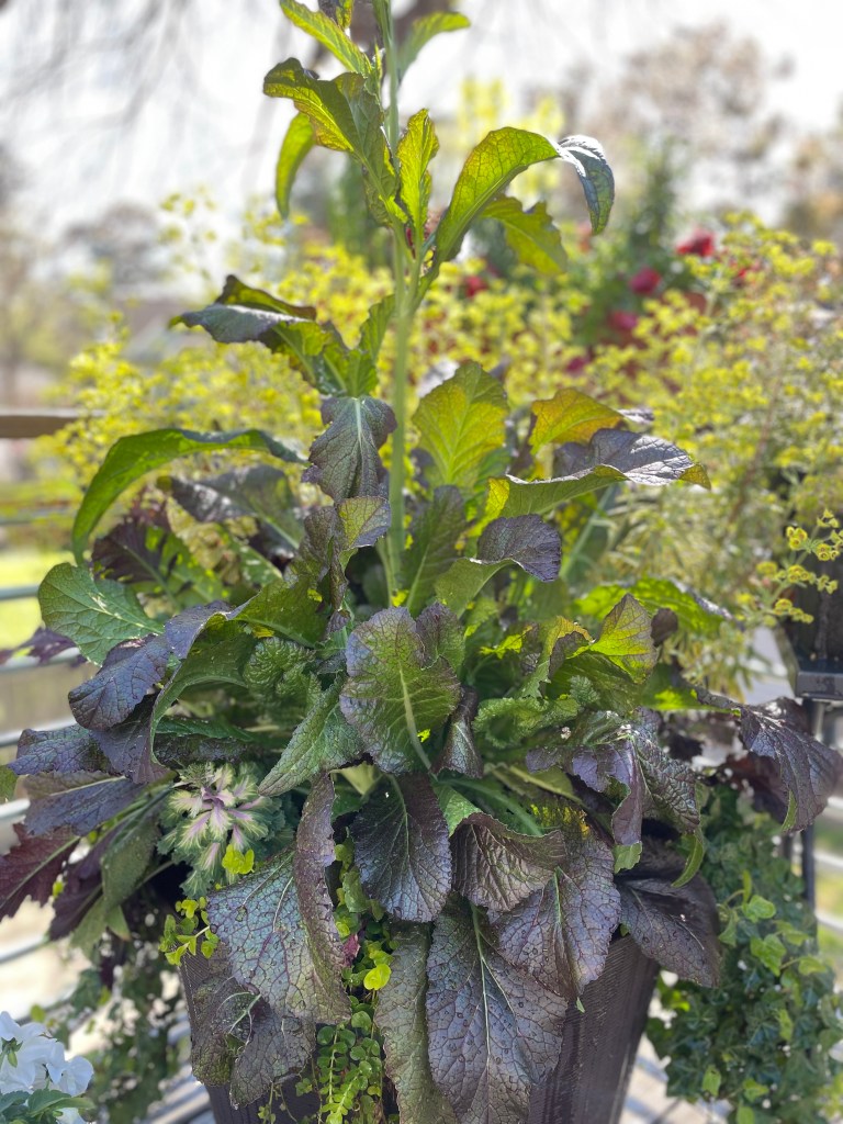 Plant Mustard in Your Fall Containers