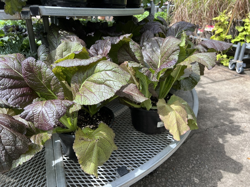 Plant Mustard in Your Fall Containers