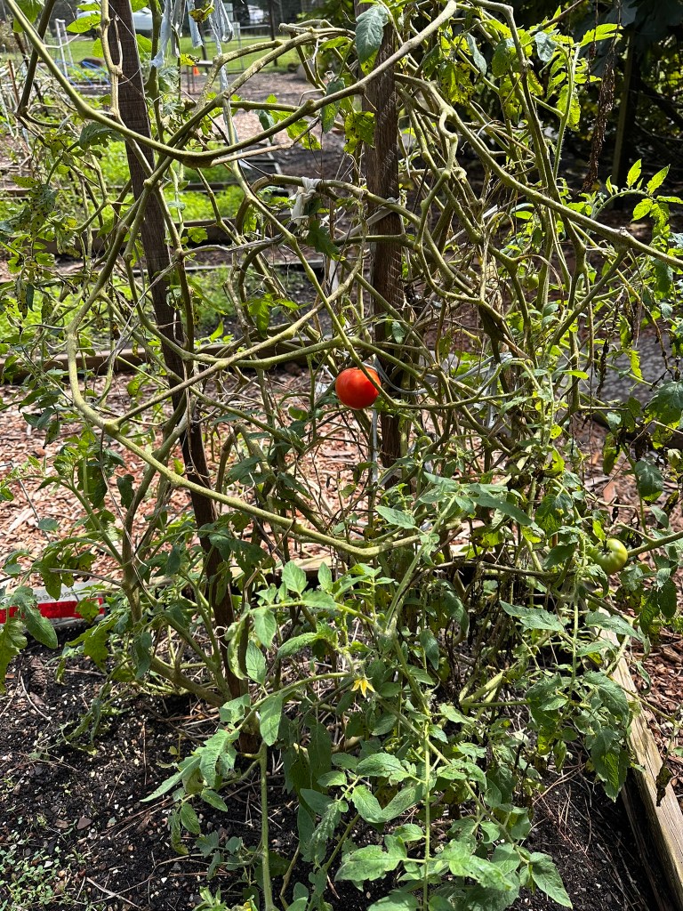 Tomatoes on Trial: The 2024 Tomato Project – Extension Master Gardener ...