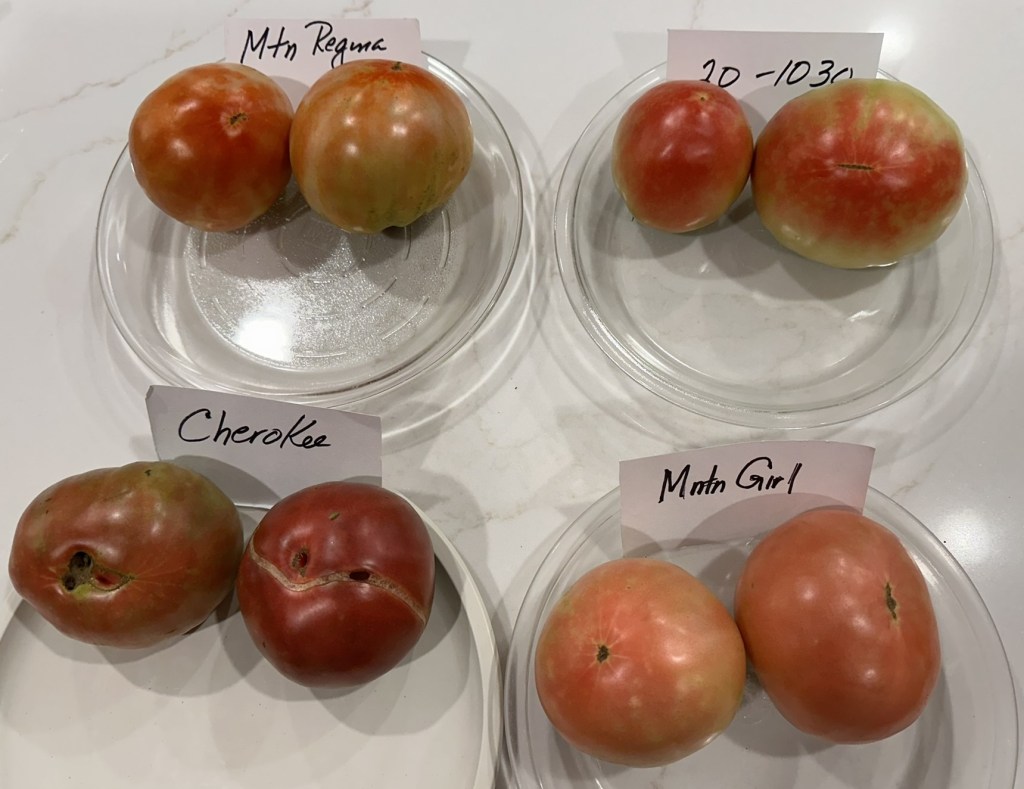 “Tomatoes on Trial,” Chapter Three: Longevity and Productivity ...