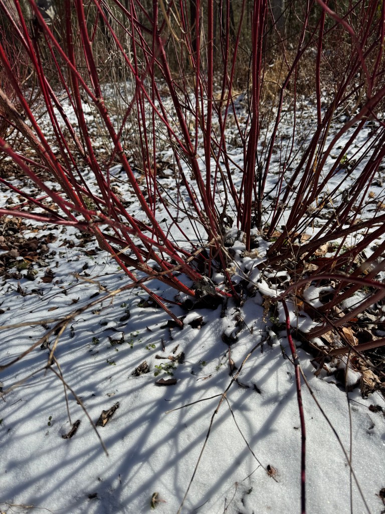Propagating Trees and Shrubs through Hardwood Cuttings