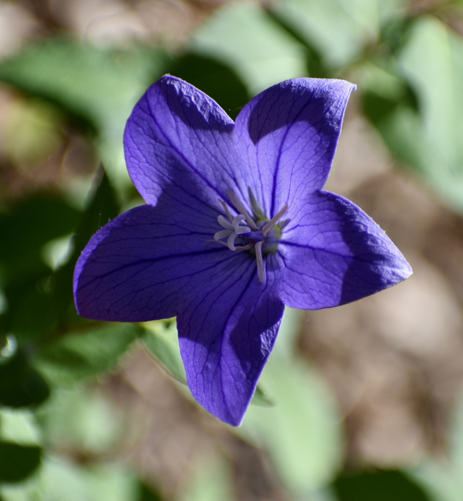 Gardening Tasks for July