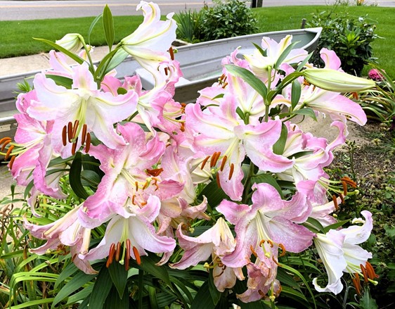 Finding Common Ground: A Gardening Legacy