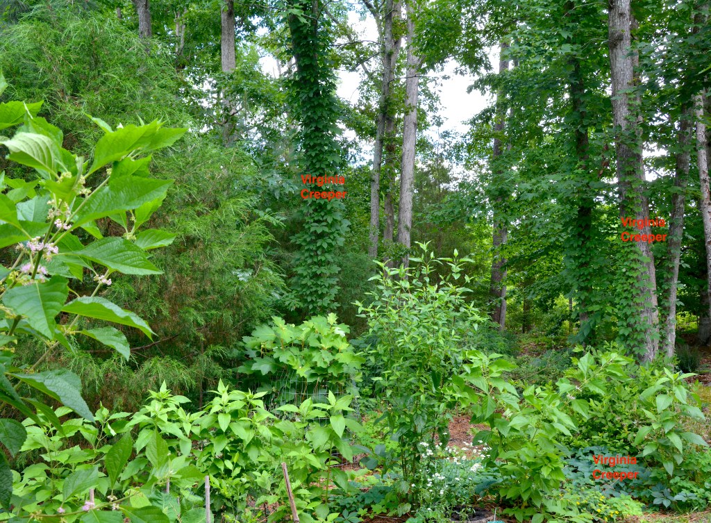 Enhance Your Garden with Virginia Creeper Vine Benefits