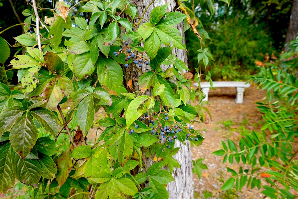 Enhance Your Garden with Virginia Creeper Vine Benefits