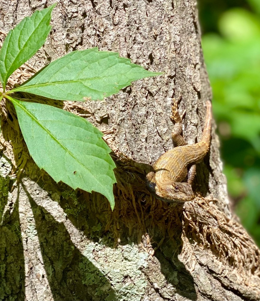 Enhance Your Garden with Virginia Creeper Vine Benefits