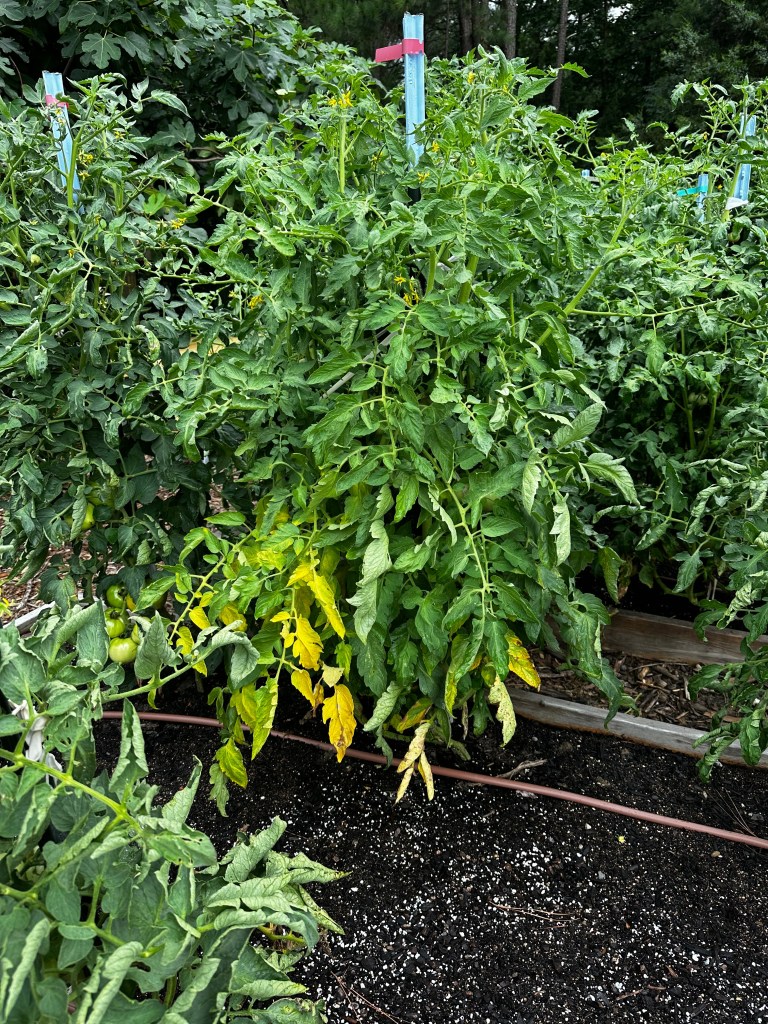 2025 Tomato Project: Evaluating New Hybrid Varieties