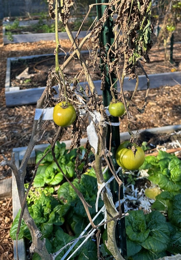 2025 Tomato Project: Evaluating New Hybrid Varieties