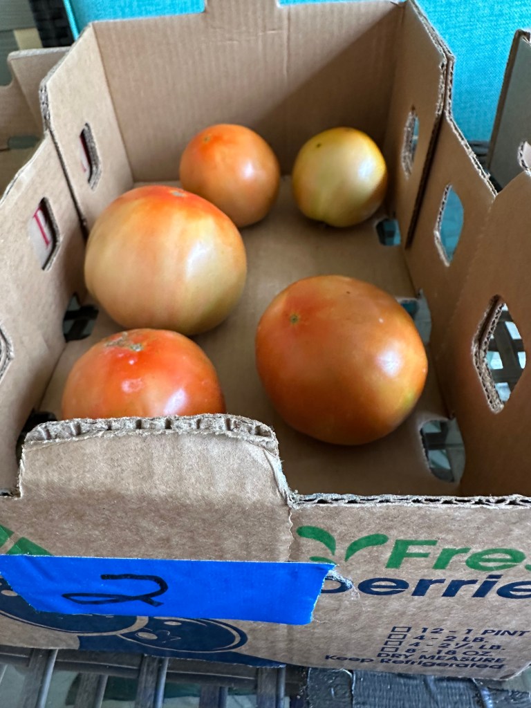 2025 Tomato Project: Evaluating New Hybrid Varieties