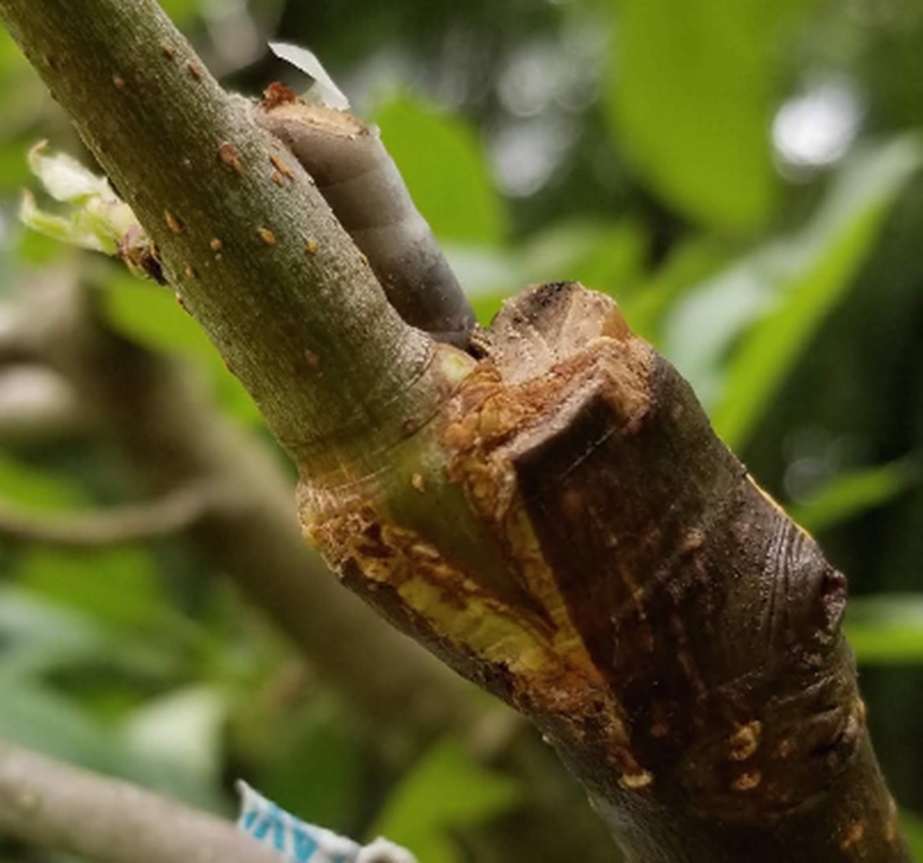 Learn Plant Propagation by Grafting: Join Our Upcoming Class & Scion ...